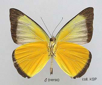Papua Insects Foundation (Lepidoptera/Pieridae/Pierinae(Saletara liberia)